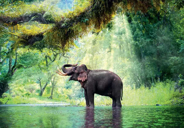 ‘Elephants have amazing cognitive and creative intelligence — they can ...