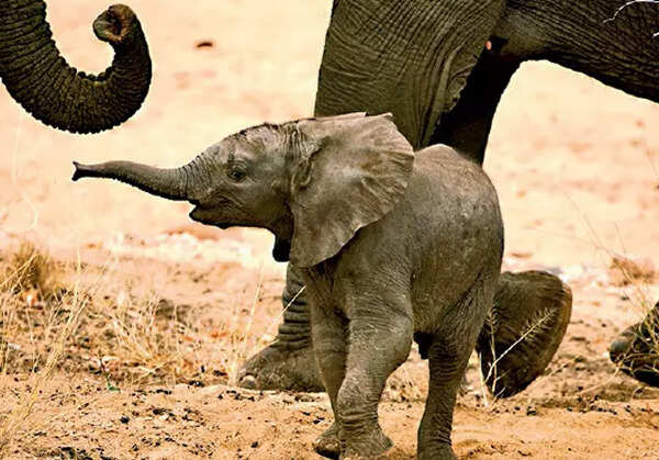 ‘Elephants have amazing cognitive and creative intelligence — they can ...