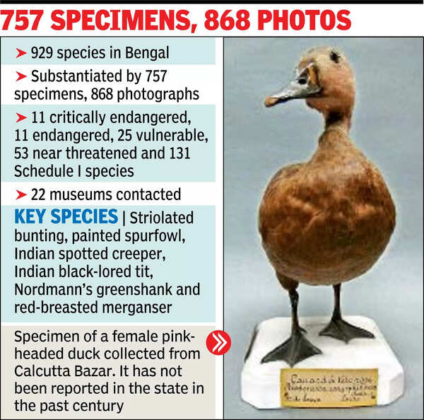 Bird Checklist: Bengal Bird Species Checklist Revealed: 929 Species ...