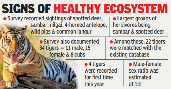 Tiger Population Growing Amid Strong Prey Base In Amrabad, Shows Survey ...