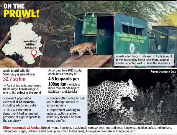 Eat, Prey, Love: No. Of Leopards Up 50% In A Yr At Asola | Delhi News - Times of India