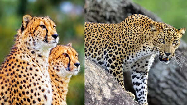 Cheetah and Leopard: Spots vs Spots: What is the difference between ...