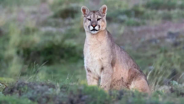 Panther versus Puma: What’s the difference - Times of India