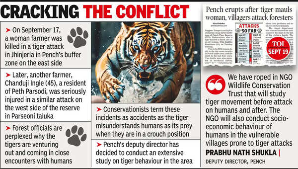 Back-to-back Attacks On Humans: Pench To Study Tiger Traits In Buffer | Nagpur News - Times of India