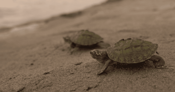 Community Initiative Rescues Endangered Turtles in Ganga River | Meerut ...