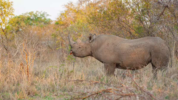 World Rhino Day 2024: Surprising facts about the huge land animals ...