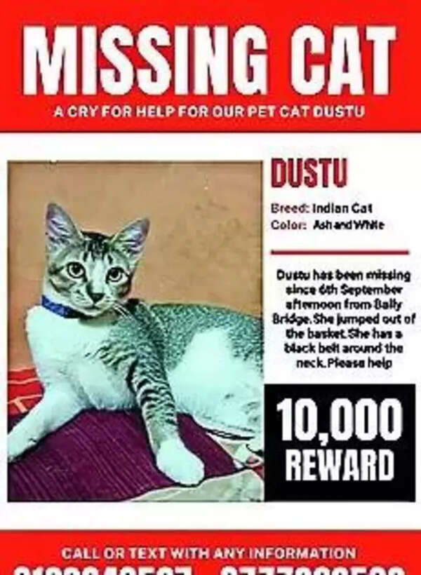 Cat Jumps Off Bike On Bally Bridge, Owner Announces ₹10,000 Reward For Missing Pet | Kolkata ...