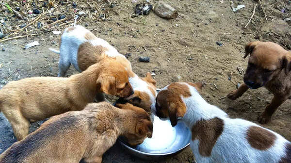 Significance of different animals in Pitru Paksha - Times of India