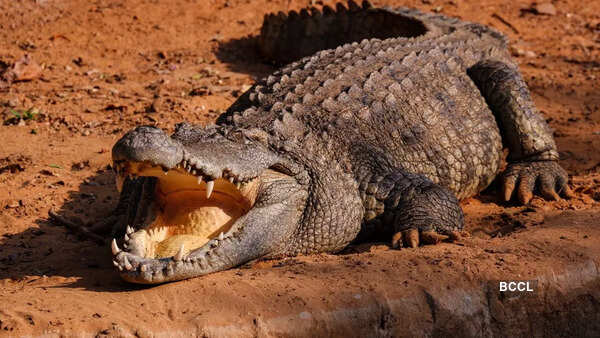 Who are Apex Predators and why are they important for the ecosystem? - Times of India