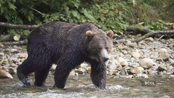 Who are Apex Predators and why are they important for the ecosystem? - Times of India
