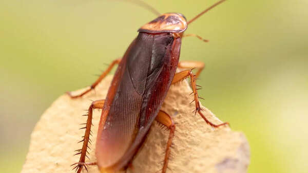 Floating Cockroach found in L’Opéra’s Iced latte, leaves netizens ...