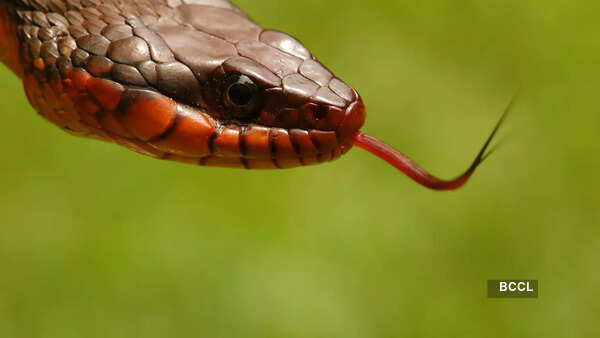 How snakes evolved to detect infrared: The science behind their heat ...