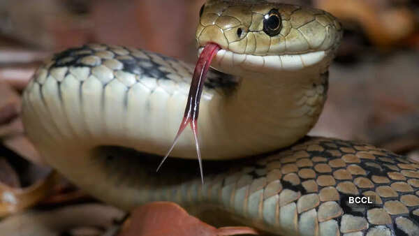 How snakes evolved to detect infrared: The science behind their heat ...