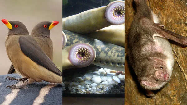 Amid 'Animal's massive success; Aamir Khan's old video speaking against ...