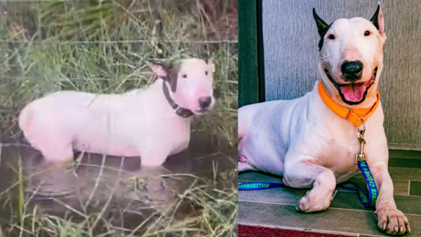 Amid 'Animal's massive success; Aamir Khan's old video speaking against ...