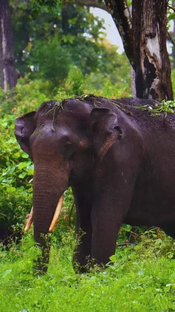 Wolf - Official Teaser