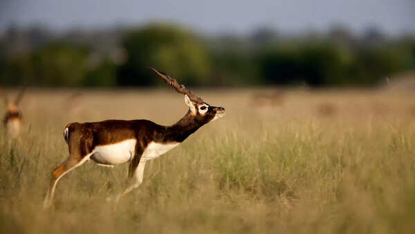 How blackbucks became sacred to the Bishnoi community; the history ...