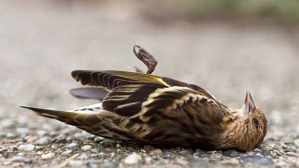 The mystery of the Indian village where birds come to commit suicide ...