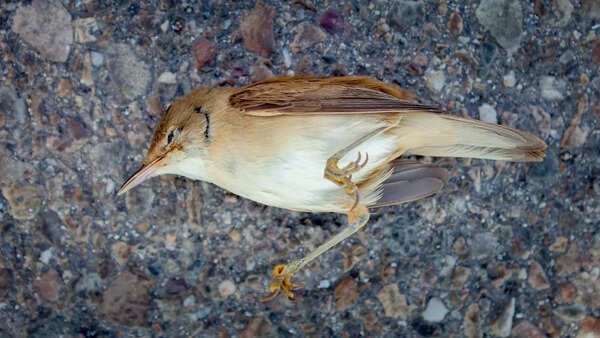 The mystery of the Indian village where birds come to commit suicide ...