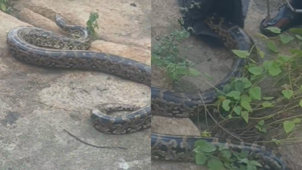 Viral video: Man uses pet python to attack another person, arrested by ...