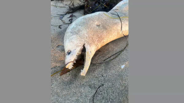 Creepy-fanged sea monster washes ashore on beach just in time for ...