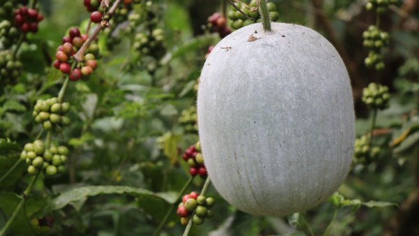 Ash Gourd Juice Benefits: 6 benefits of this super potent morning drink | - The Times of India