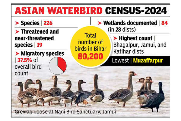 Asian Waterbird Census: Bihar Wetlands Bird Count Surges to Over 80,000 ...