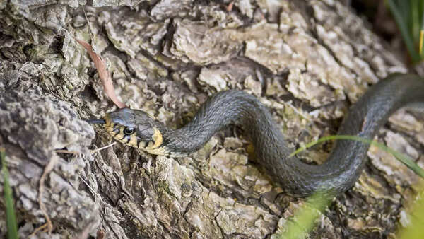 New Himalayan snake named after Leonardo DiCaprio; What's so special ...