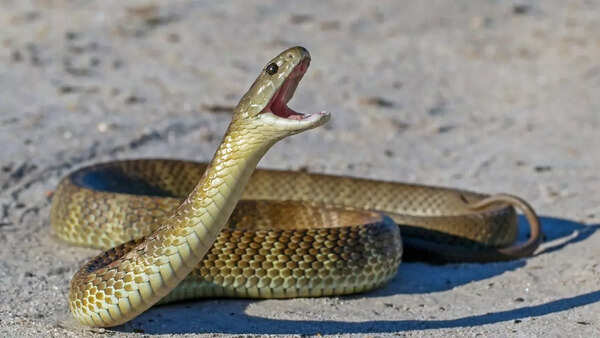 New Himalayan snake named after Leonardo DiCaprio; What's so special ...