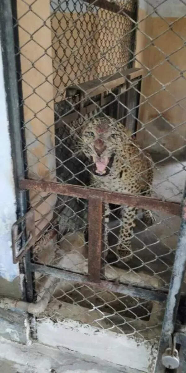 Sick leopard seen in viral video suffering from neurological disorder ...