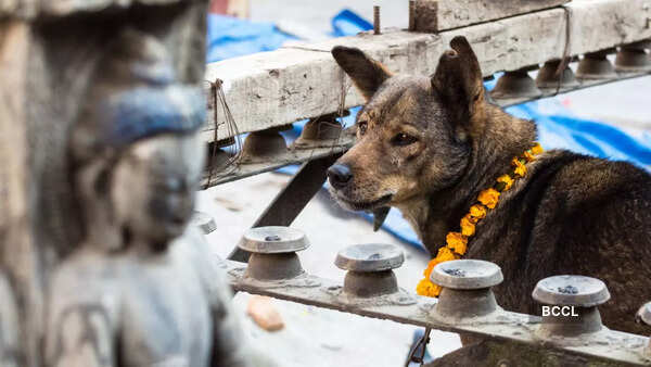 Why dogs are worshipped in Nepal on Diwali - Times of India