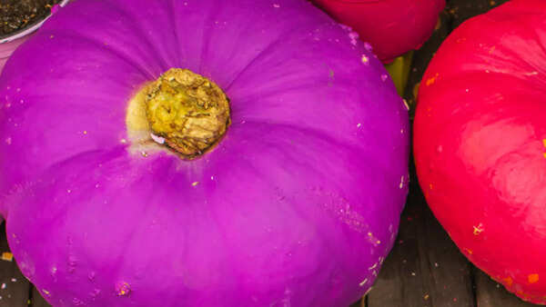 Different colours of Halloween pumpkins and their meanings decoded ...