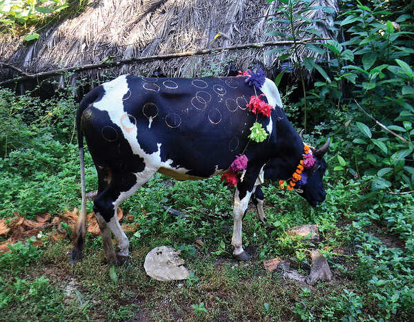 Cattle worship upheld by legacy’s last herders | Goa News - The Times ...