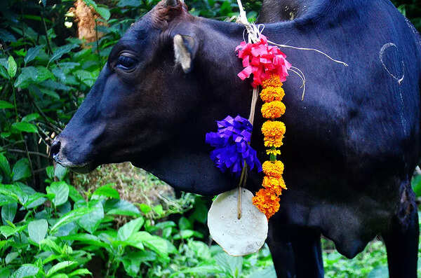 Cattle worship upheld by legacy’s last herders | Goa News - The Times ...