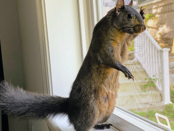 Fans mourn Peanut, the celebrity squirrel who was euthanized, post ...