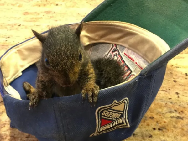Fans mourn Peanut, the celebrity squirrel who was euthanized, post ...