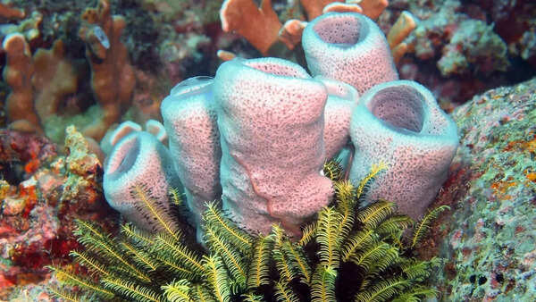 This deep sea creature can live up to 15,000 years - Times of India