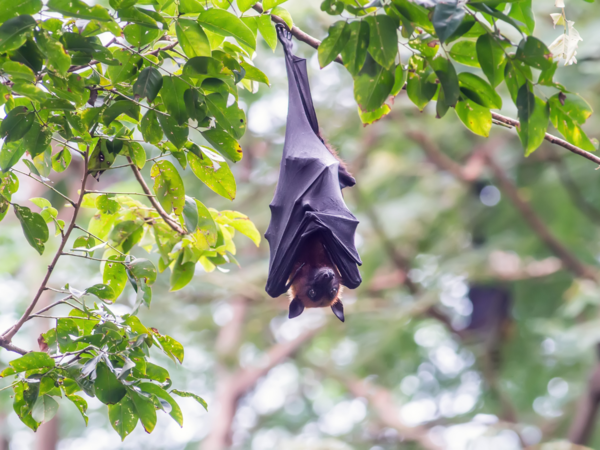 Vampire bats: The truth behind their blood-sucking diet and how they ...