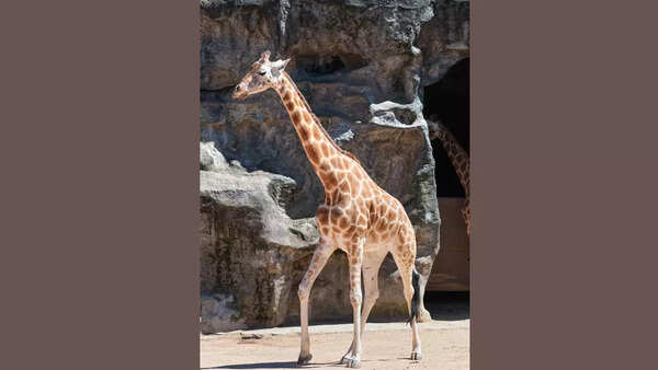 From Moo Deng to April, the Giraffe: Baby animals that became famous ...