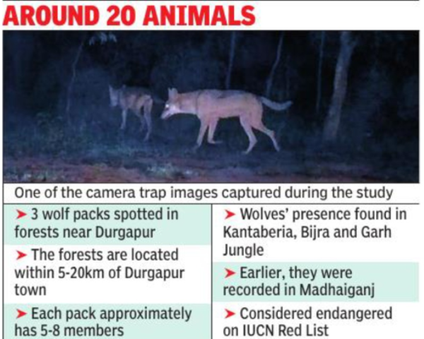 Urban Wolves Discovered in Durgapur: A Fascinating Study Unveils Their ...