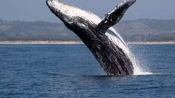 Everything you need to know about the 'spy whale', that was caught 5 ...