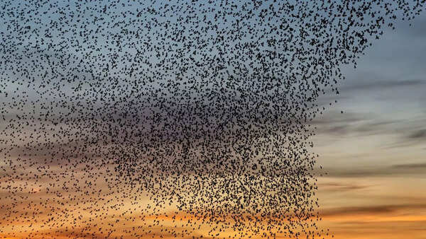 The Hidden Science Behind Amazing Starling Aerial Patterns Times Of India