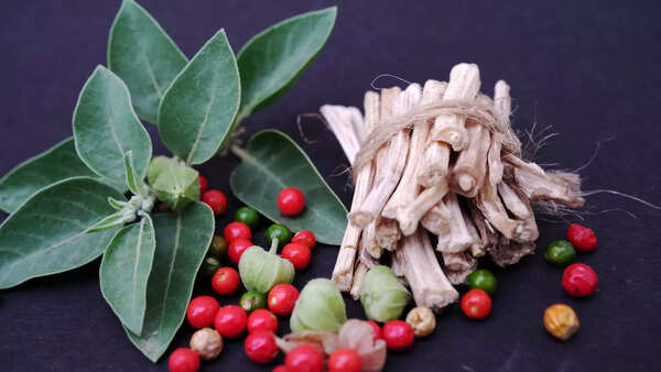 Love Ashwagandha tea? How to grow it in your balcony - Times of India