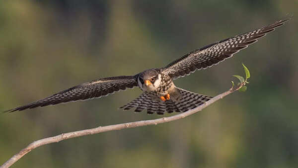 India’s falcon capital: How this state protects these rare birds ...
