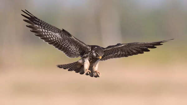 India’s falcon capital: How this state protects these rare birds ...