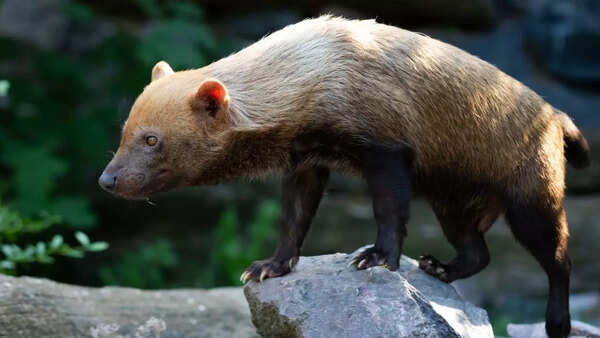 Meet Bush Dog, one of the most rare and elusive canines - Times of India