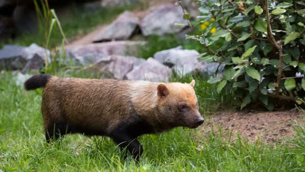 Meet Bush Dog, one of the most rare and elusive canines - Times of India