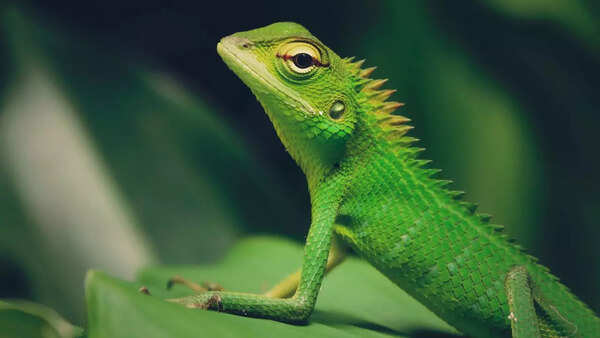 In this Indian temple, lizards are worshipped and taken blessings from ...