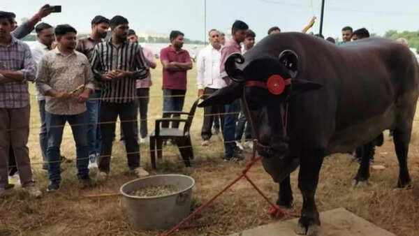 One look at Anmol and we know why it is the most expensive buffalo in ...