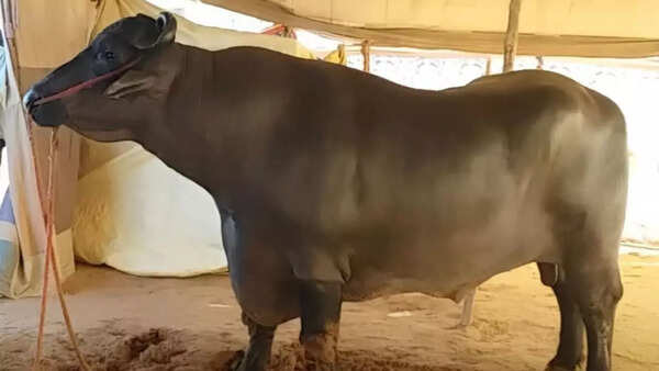 One look at Anmol and we know why it is the most expensive buffalo in ...